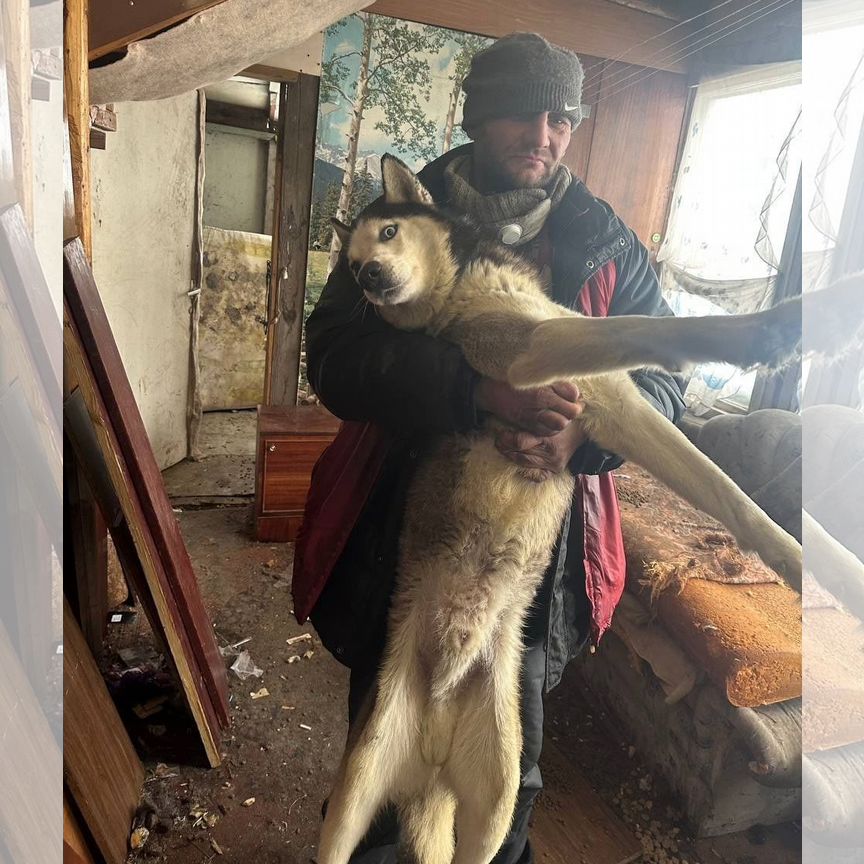 Взрослый пёс в добрые руки