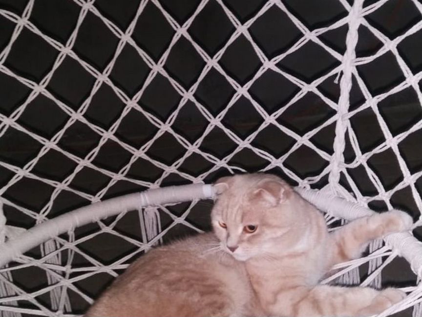 Потерялась кошка