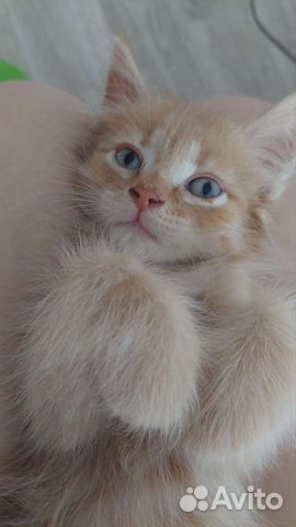 Котята метисы сибирской кошки