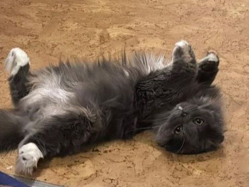 Кошечка на вязку