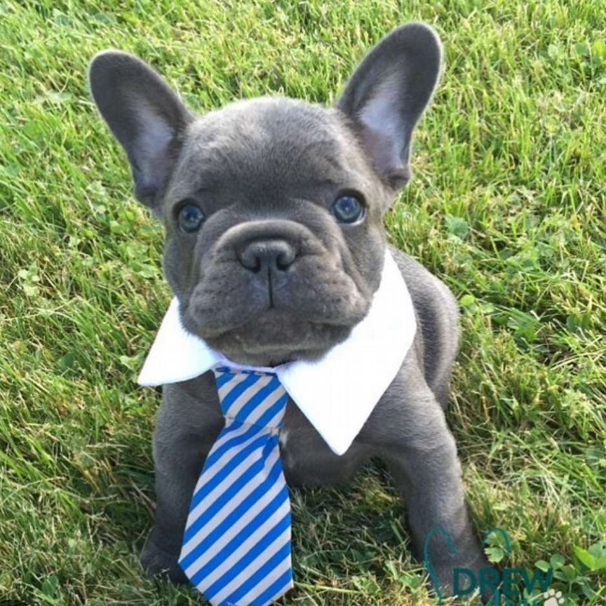 Французский бульдог голубой