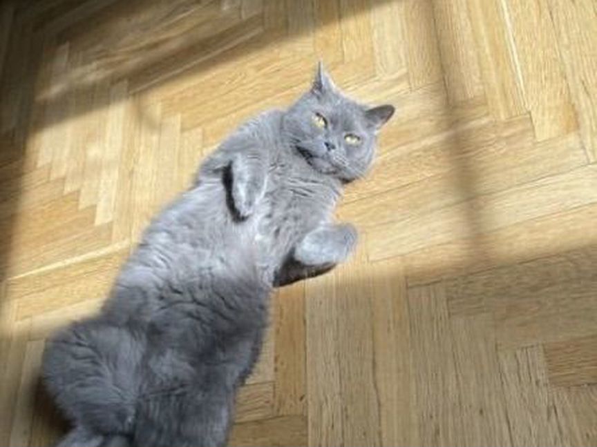 Кот в добрые руки
