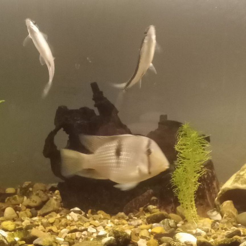 Аквариумные рыбки цихлиды