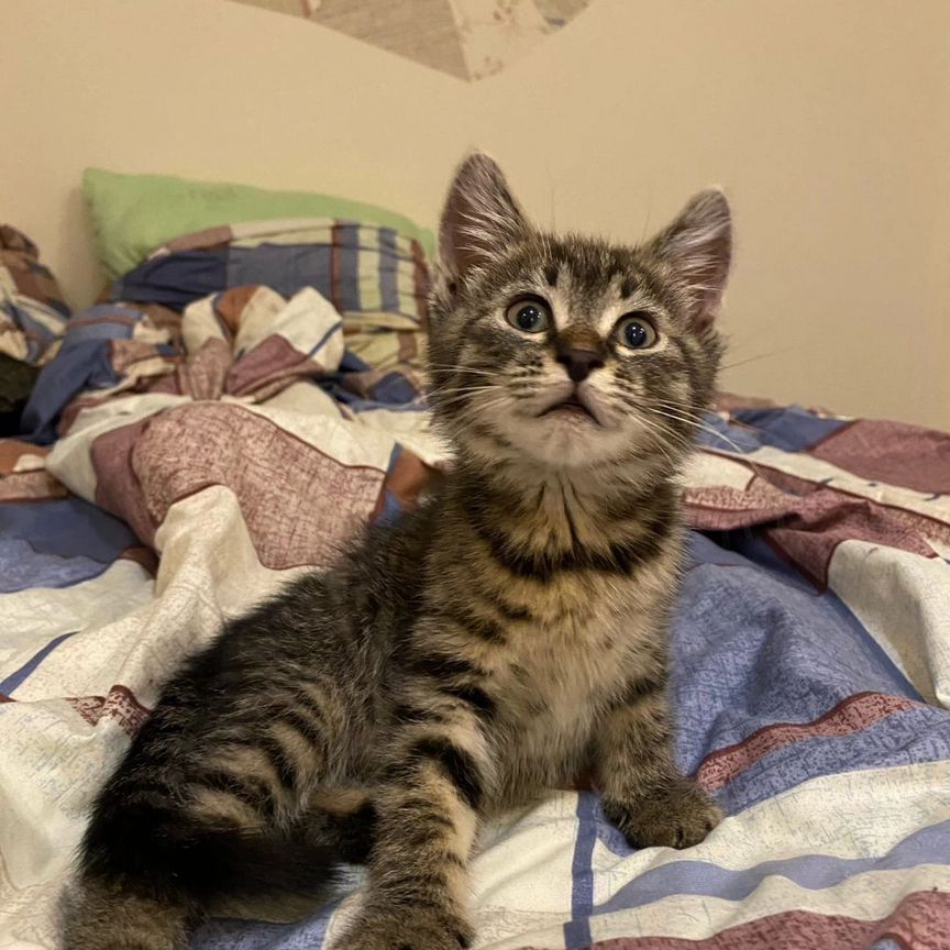 Котенок мальчик полосатый