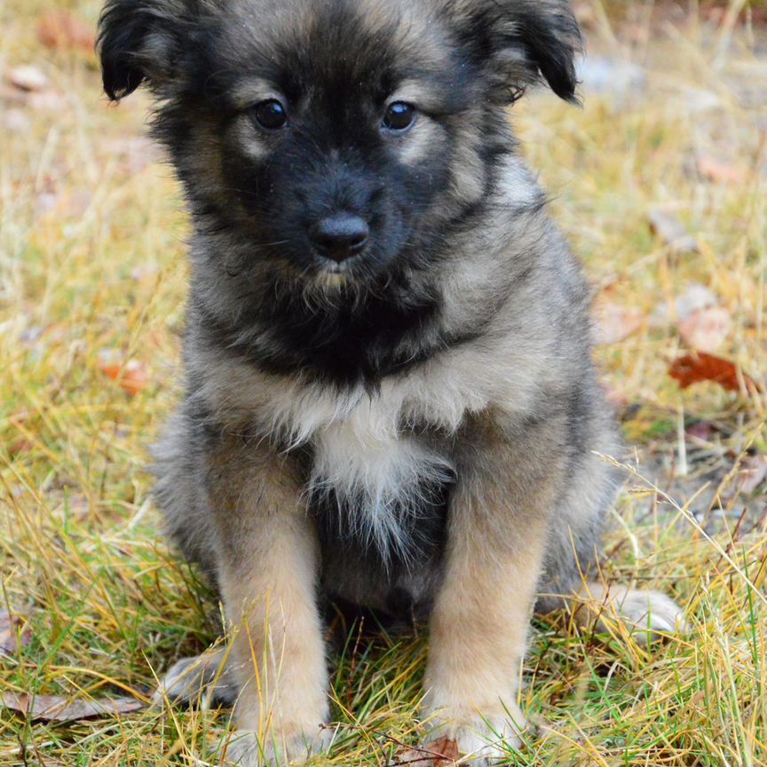 Смелый щенок в любящие руки