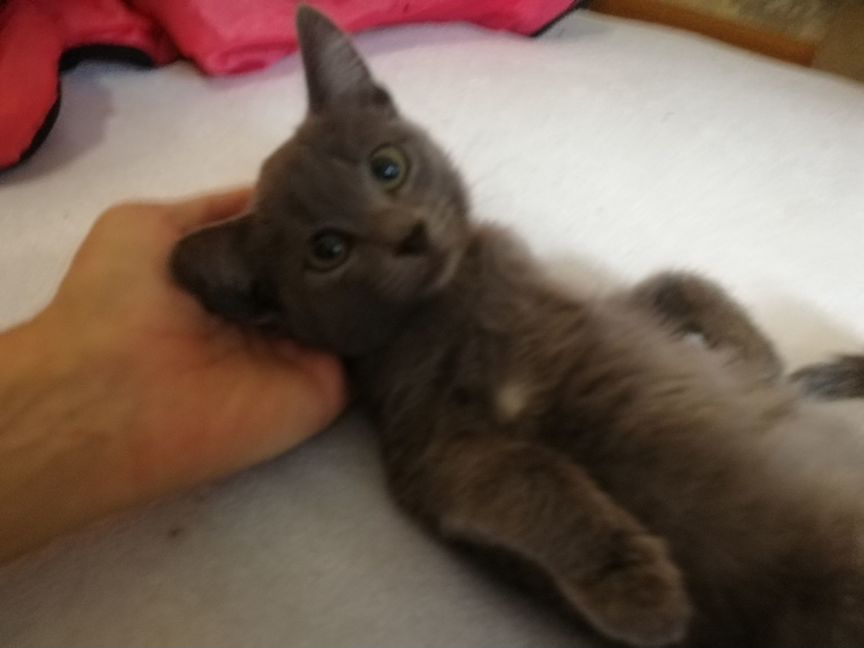 Мышеловка ищет доброго хозяина и тёплый дом