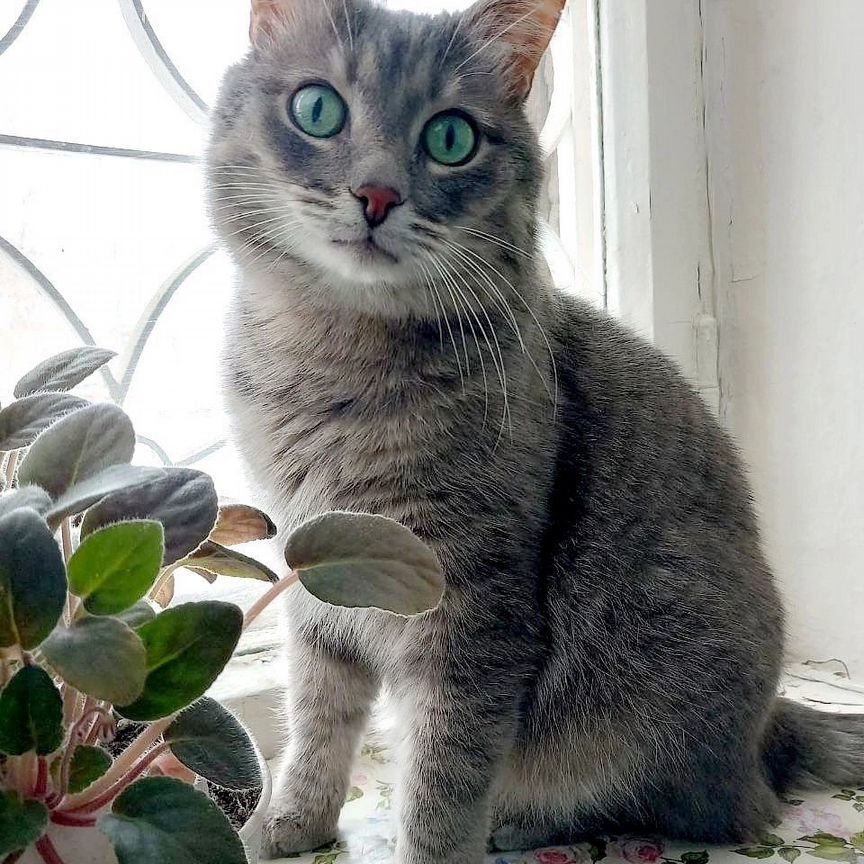 Котофей Горыныч в добрые руки