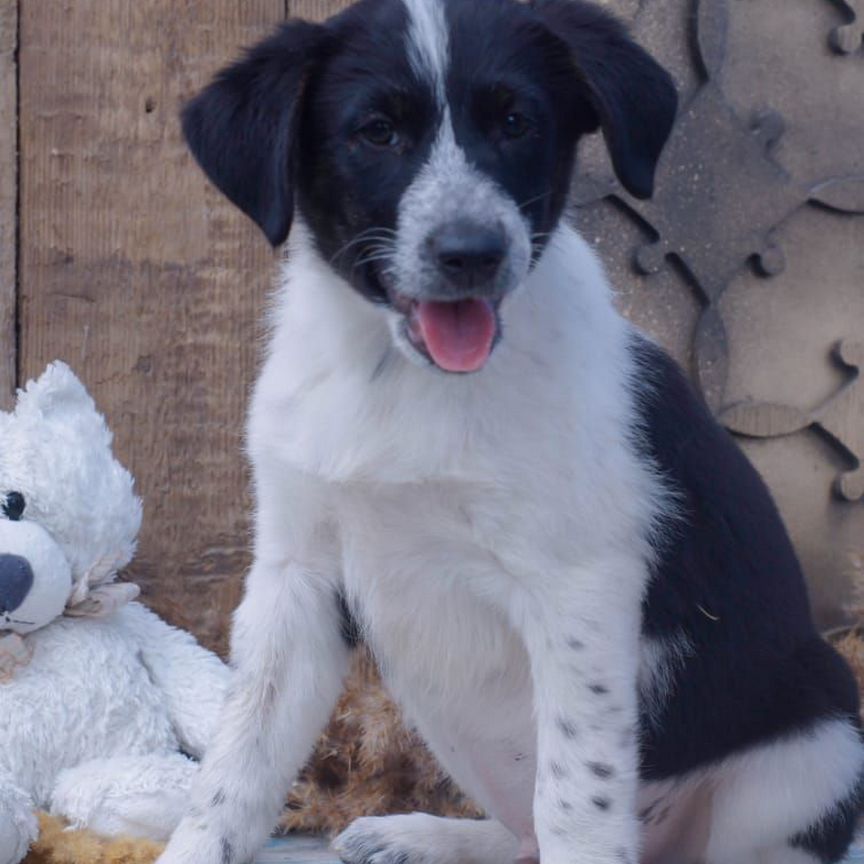 Щенок, мальчик в добрые и надёжные руки