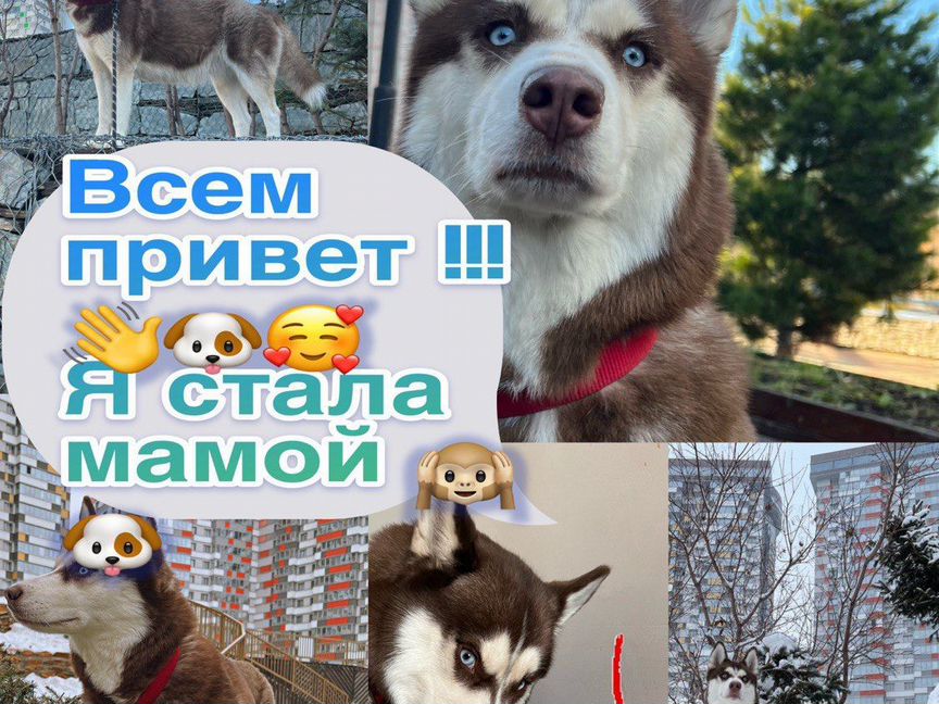 Щенок помесь сибирской хаски в добрые руки