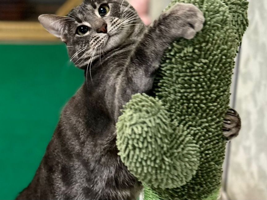 Грэй в добрые руки