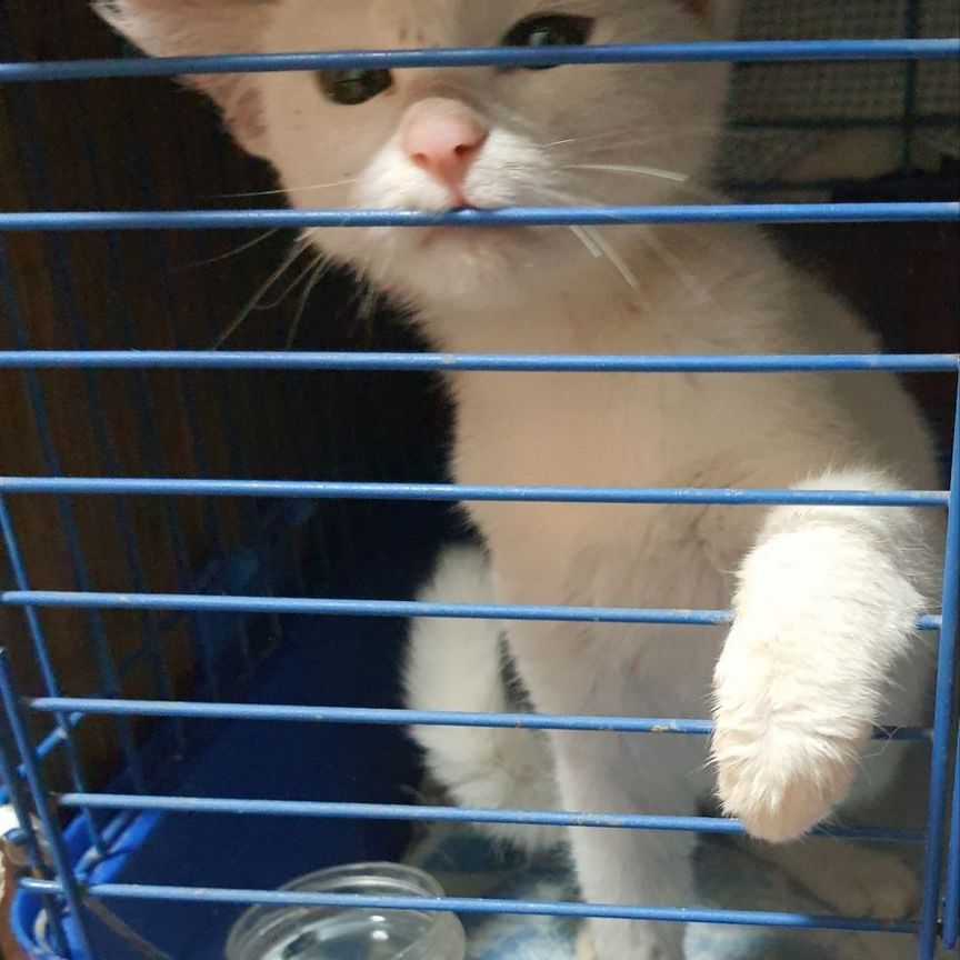 Молодой белый котик