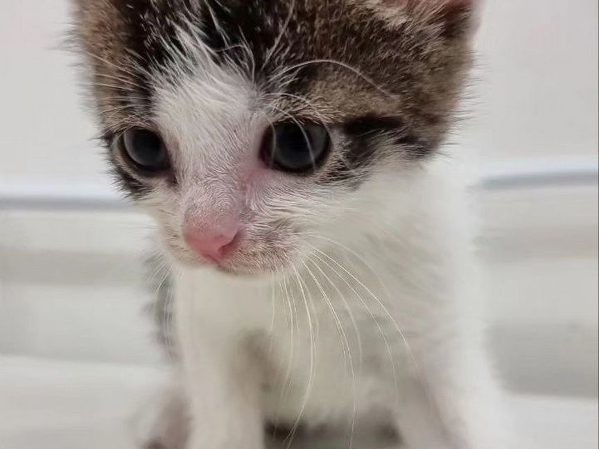 Котенок девочка ищет дом, бесплатно