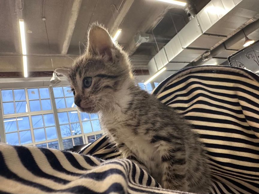 Маленькие домашние котята в добрые руки