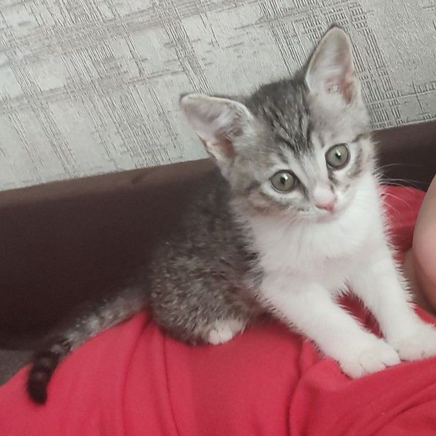 Кошечка бусинка