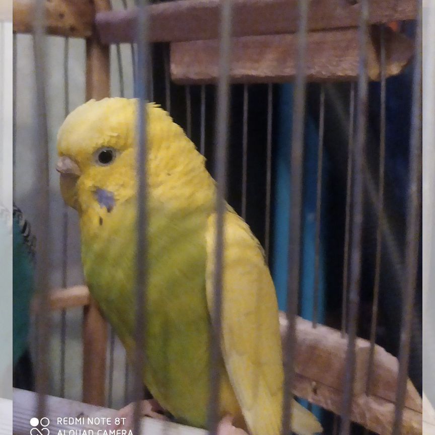 Волнистый попугай