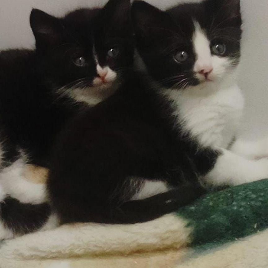 Котята в добрые руки бесплатно