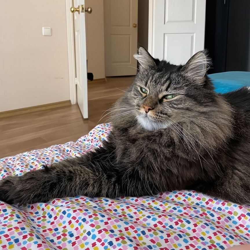 Сибирская, взрослая кошка