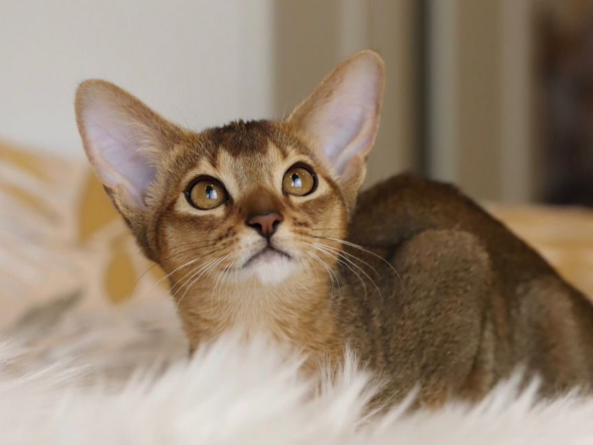 Абиссинская кошечка 3,5 мес