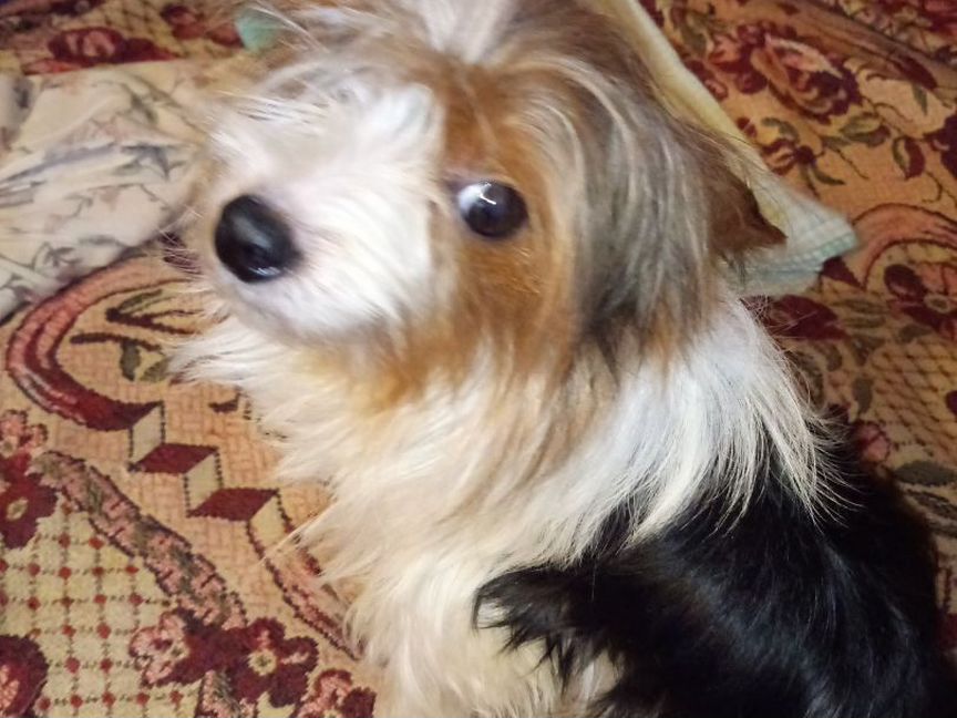 Йоркширский терьер