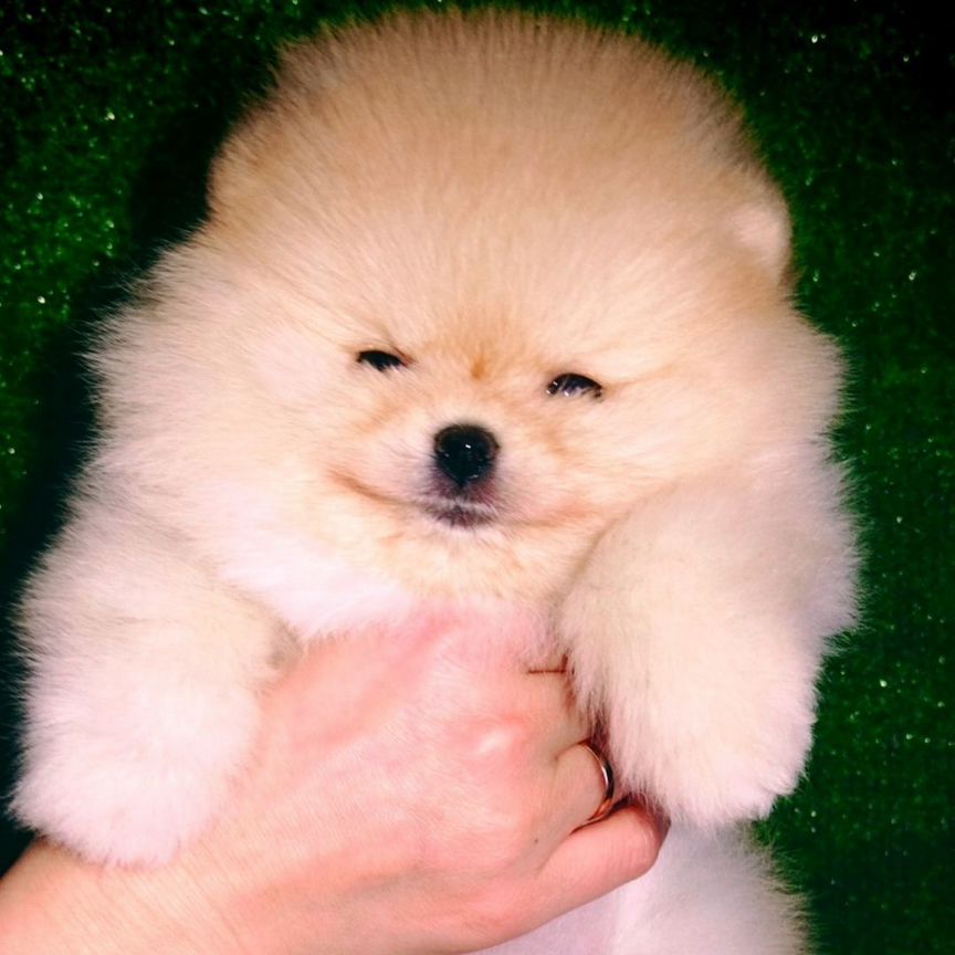 Померанский шпиц, щенок