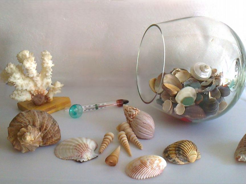 Коралл рапан ракушка