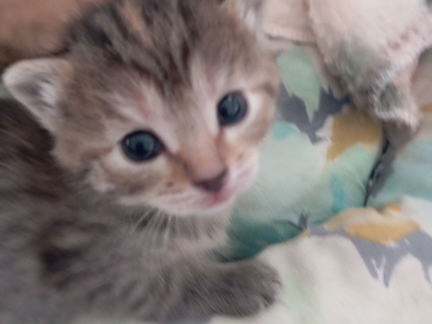 Котята в добрые руки бесплатно