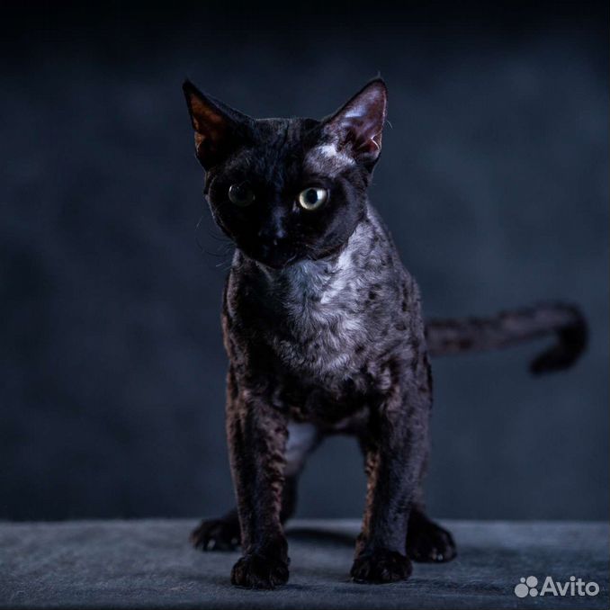 Девон-рекс вязка