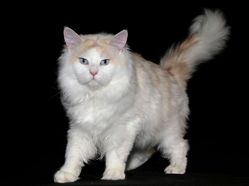 Голубоглазый кот