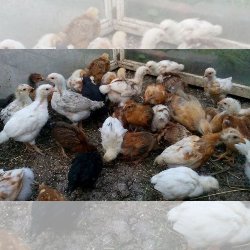 Цыплята несушки месячные