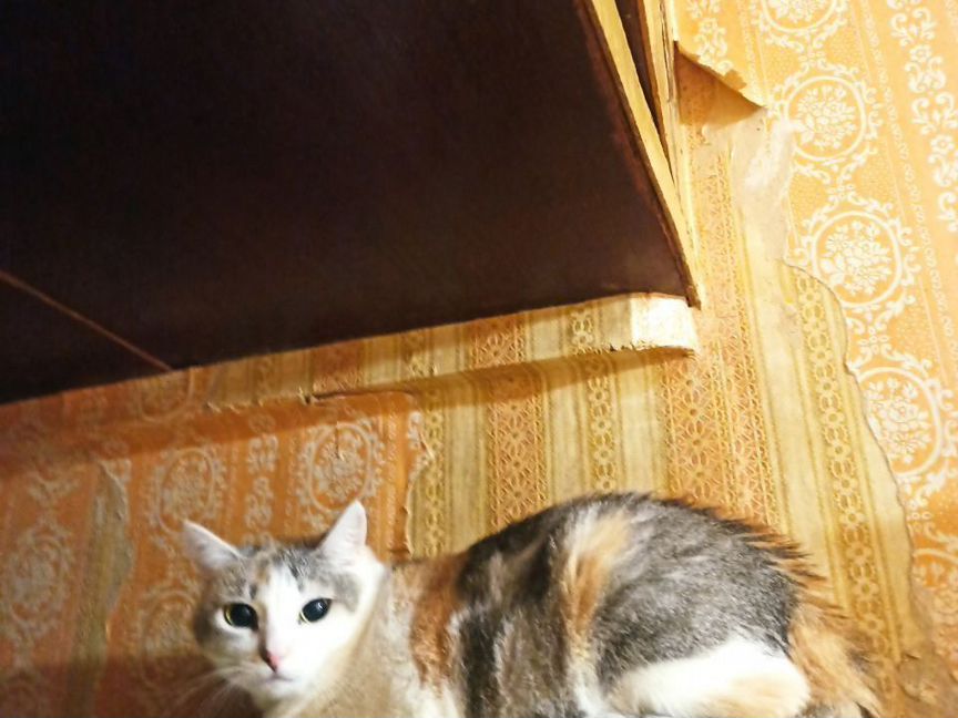 Кошка в добрые руки