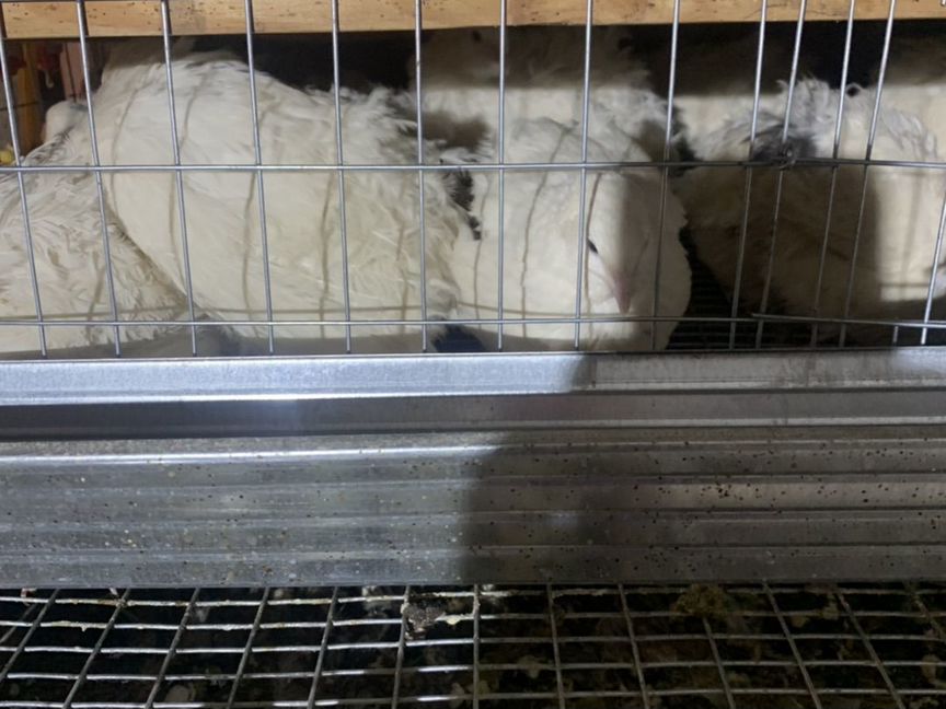 Продам перепелок-несушек