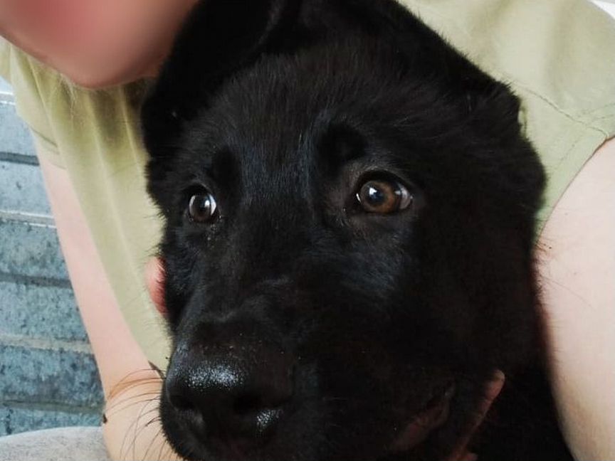 Щенки немецкой овчарки