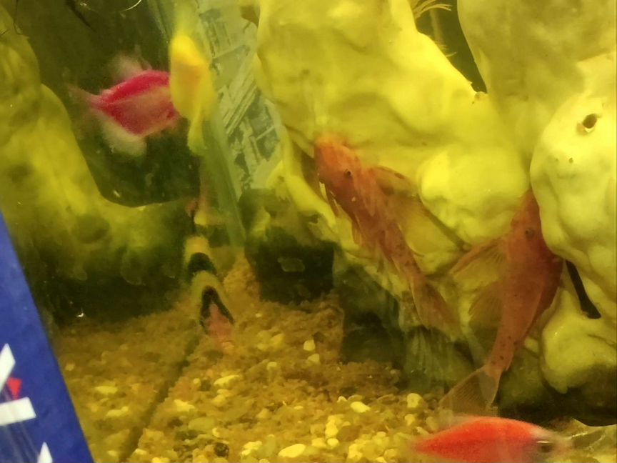 Продам рыбок