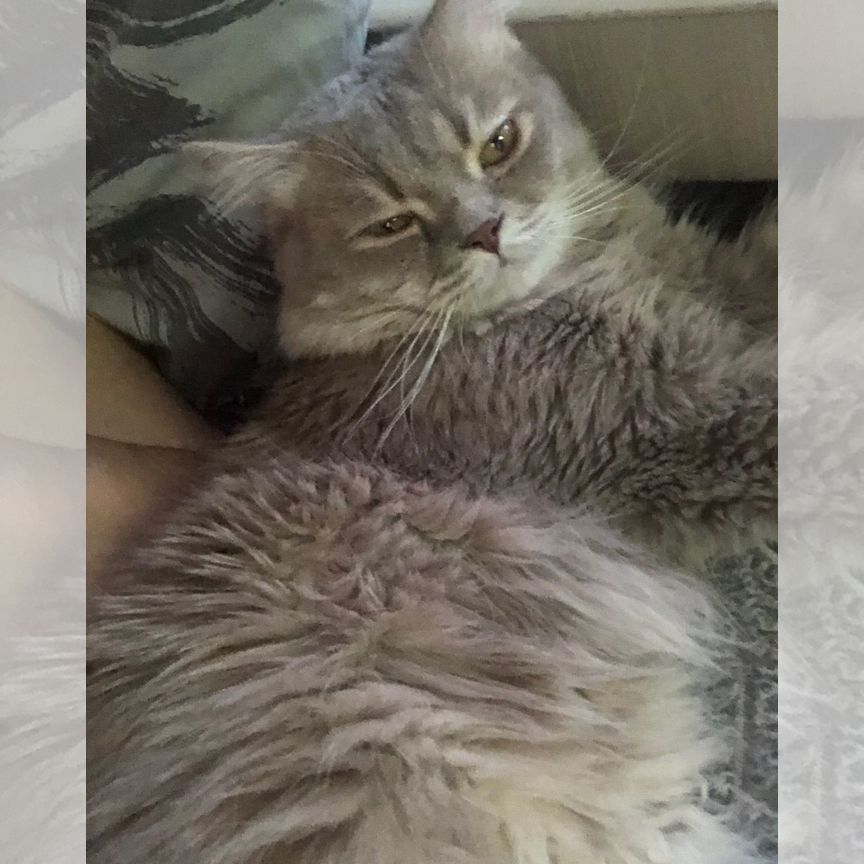 Британский длинношёрстный котёнок