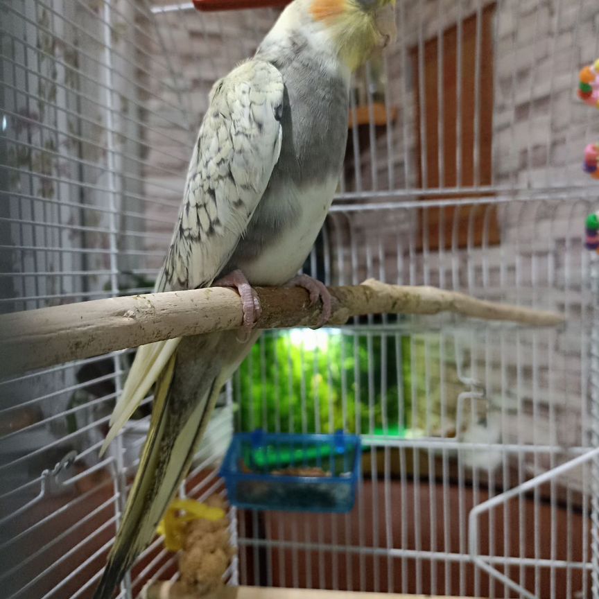 Попугай птенец,Корелла