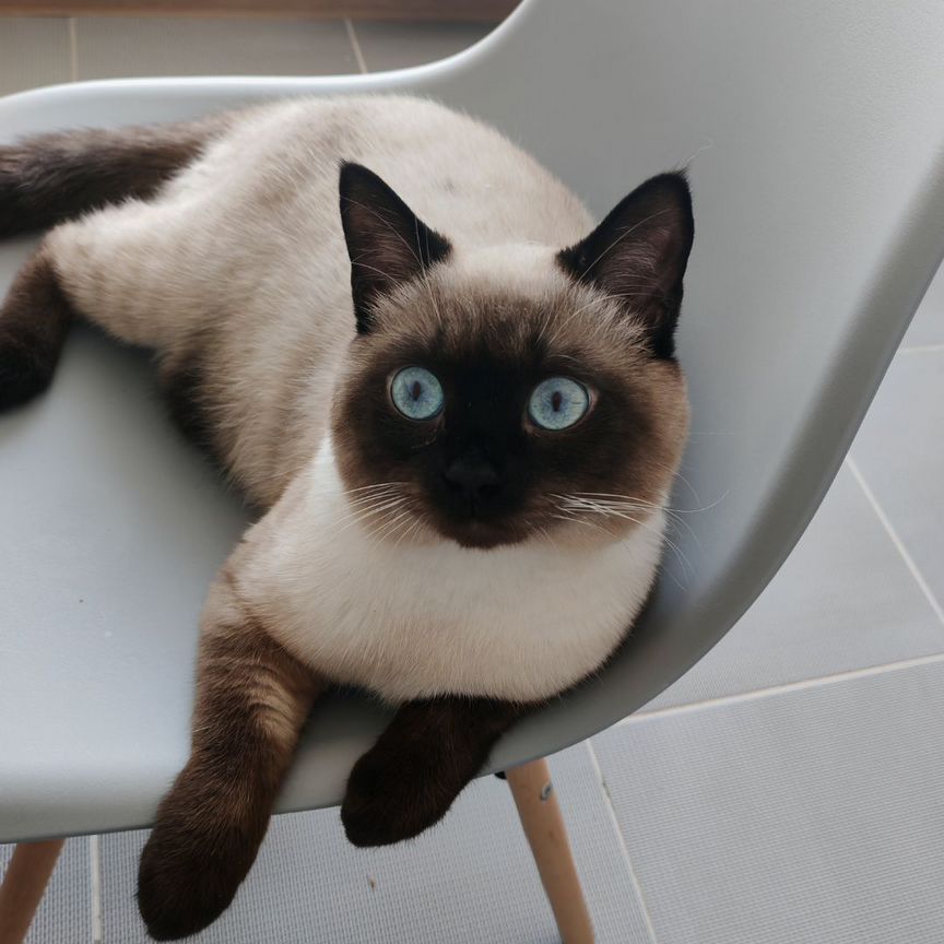 Британский(сиамский кот на случку
