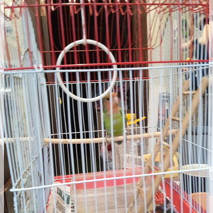 Попугай неразлучник 4 месца