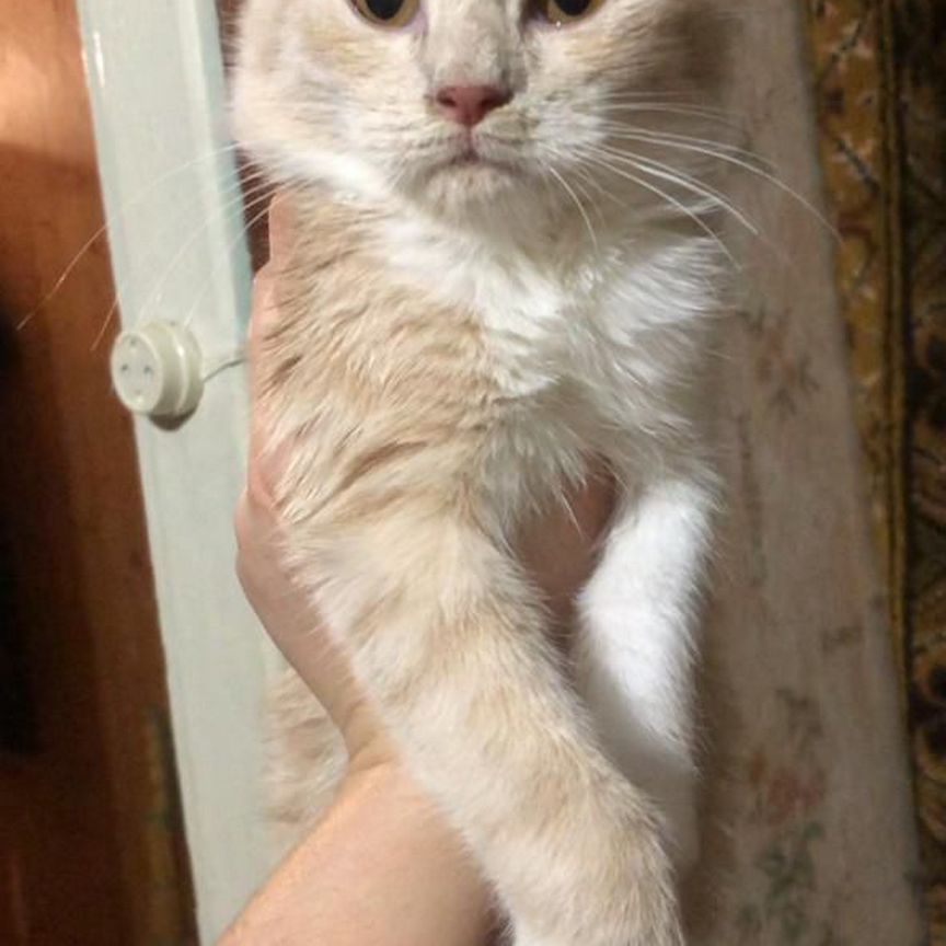 Котенок 5 месяцев