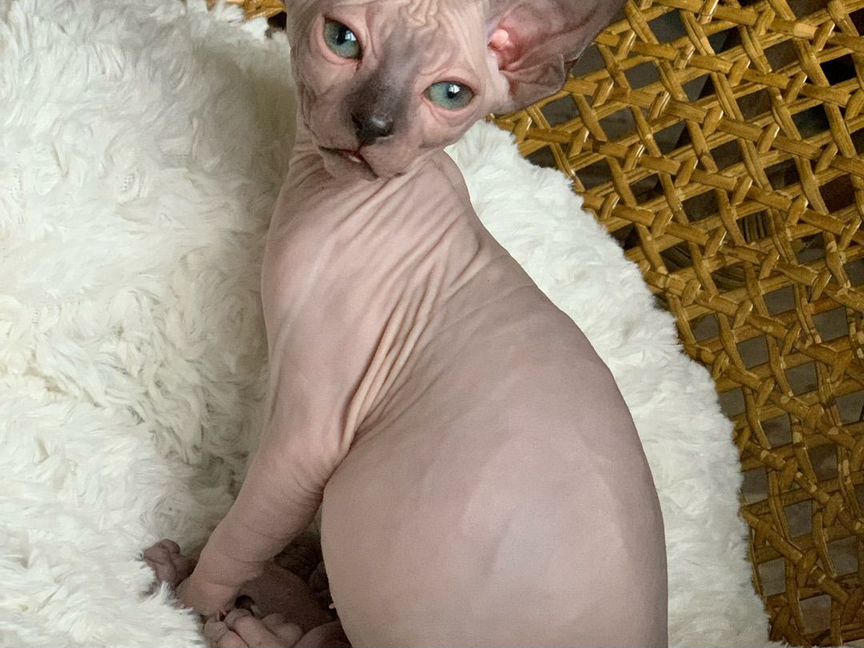 Канадский сфинкс