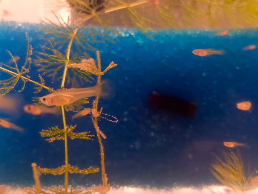 Рыбки гуппи 2- 2.5 см обмен