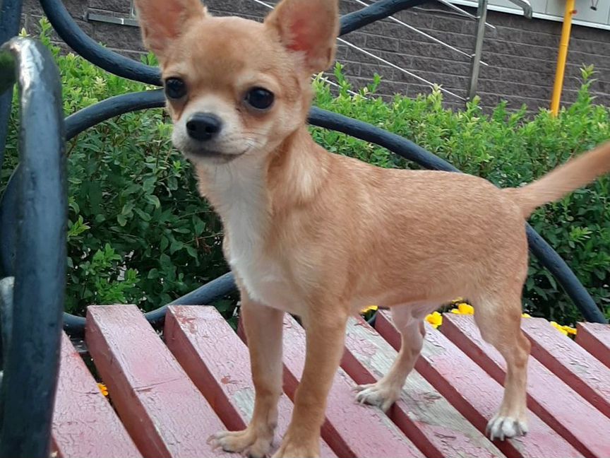 Чихуа шпицы Пудели клуб скор Екб