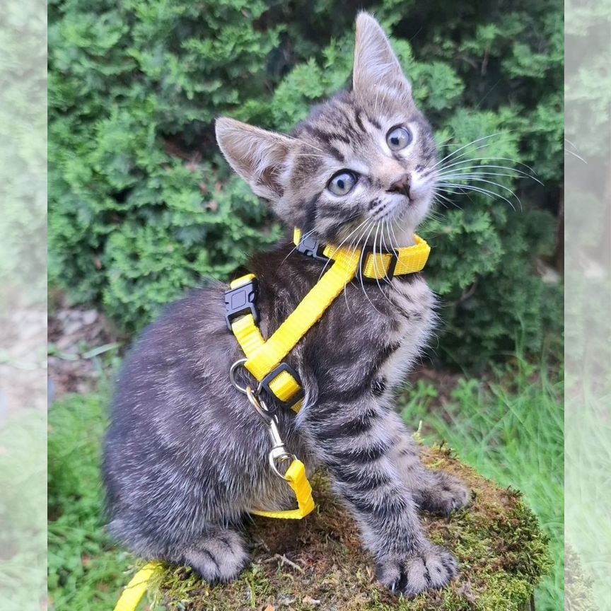 Котёнок в добрые руки