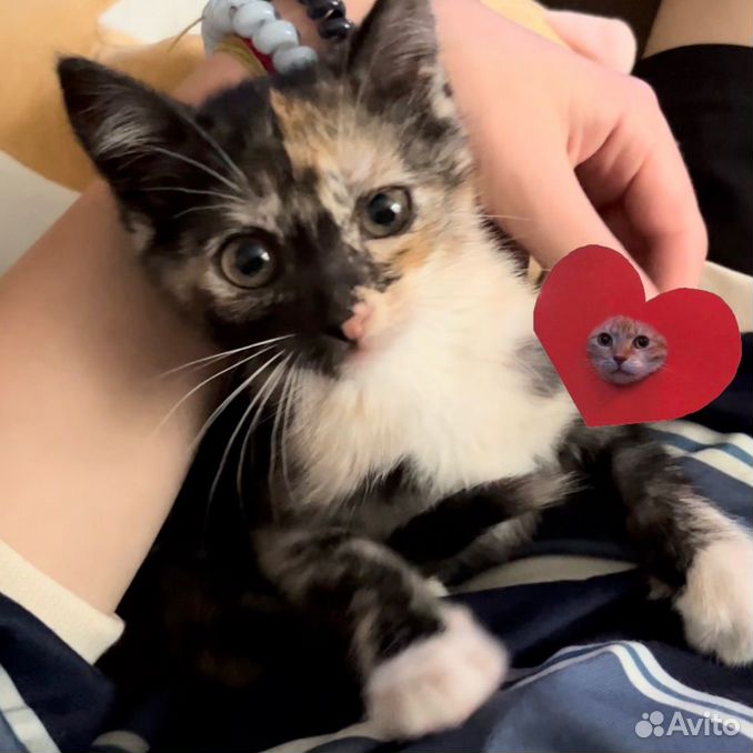 Котенок Биби