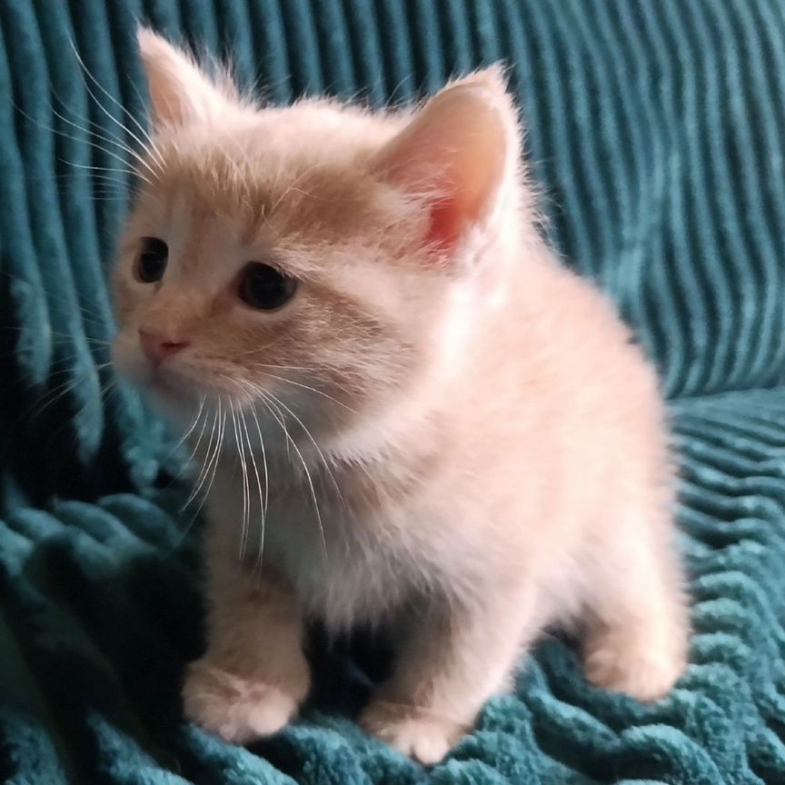 Котята ищут заботливых мам и пап