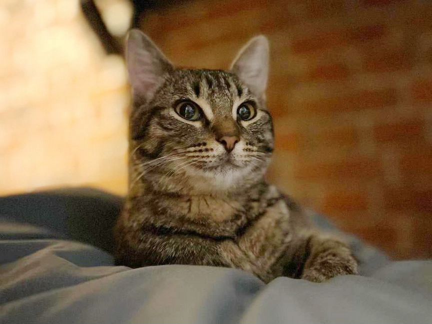 Кошка Булочка ищет дом