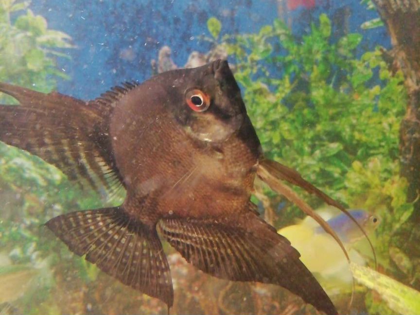 Скалярии большие