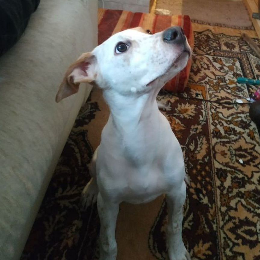 Собака стафф