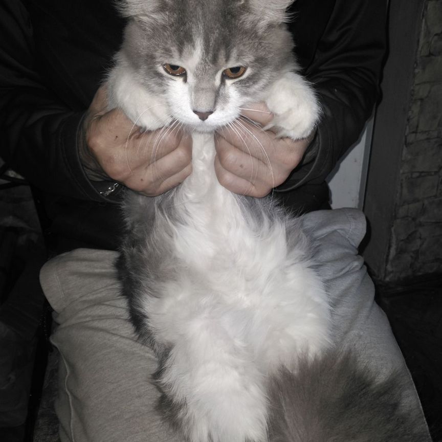 Кот сибирской породы