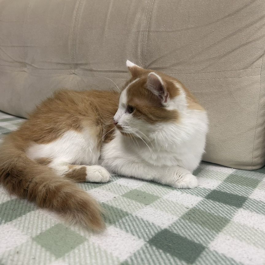 Коты годовалые