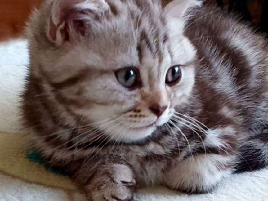 Британские мраморные котята
